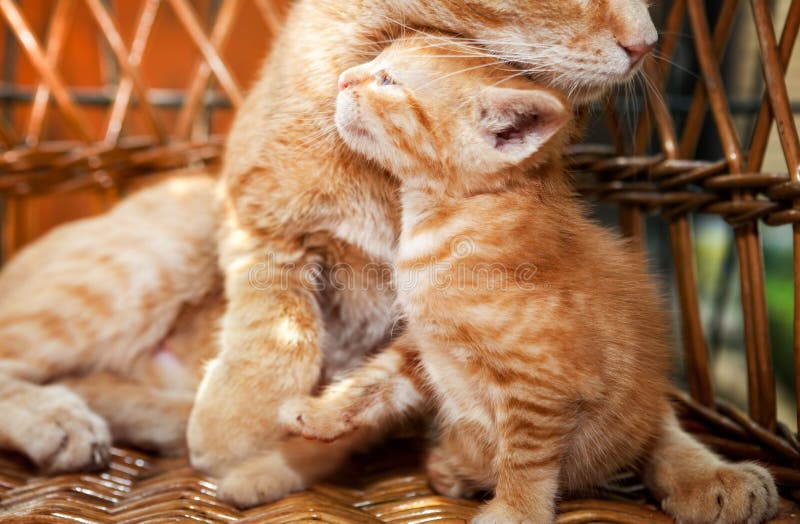 Little Kitten and Mother Cat Stock Photo - Image of comfortable ...