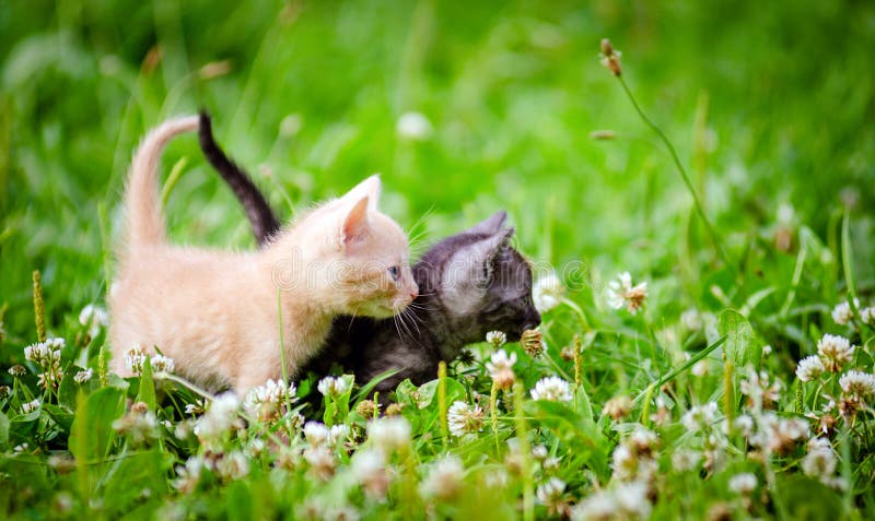 Little kitten, outdoor stock photo. Image of plant, adorable - 63571732