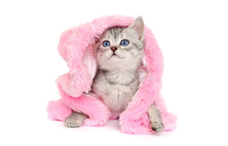 Kitten in a Pink Fur Coat on White Background Stock Photo - Image of ...