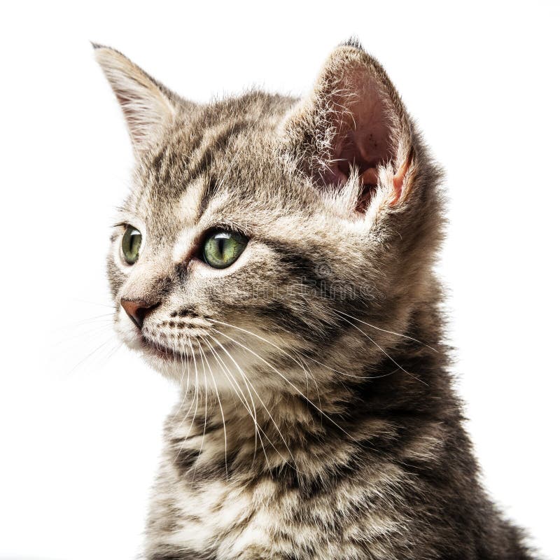 Little kitten - portrait stock image. Image of striped - 31565115