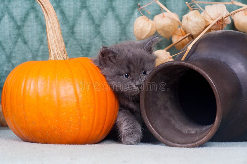 Playful Fall Kitten stock photo. Image of holidays, adorable - 90888874
