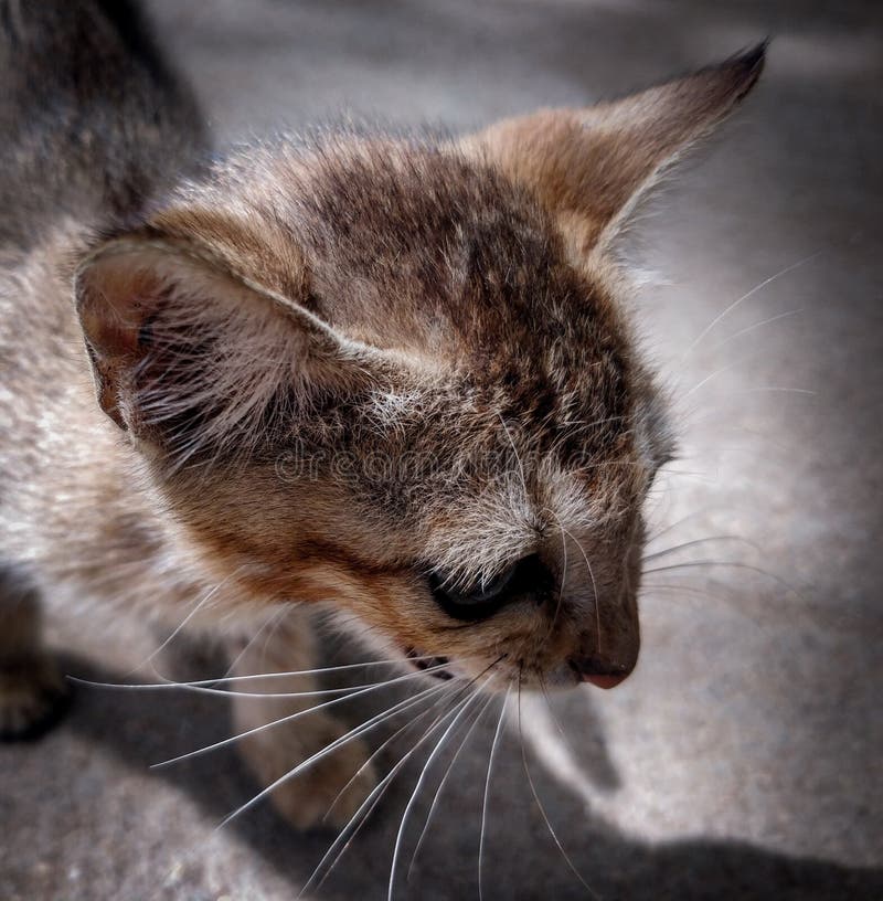 Ready To Rule World Logo Stock Photos - Free & Royalty-Free Stock ...