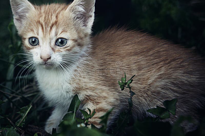 Little kitten stock image. Image of mammal, white, scared - 53881965