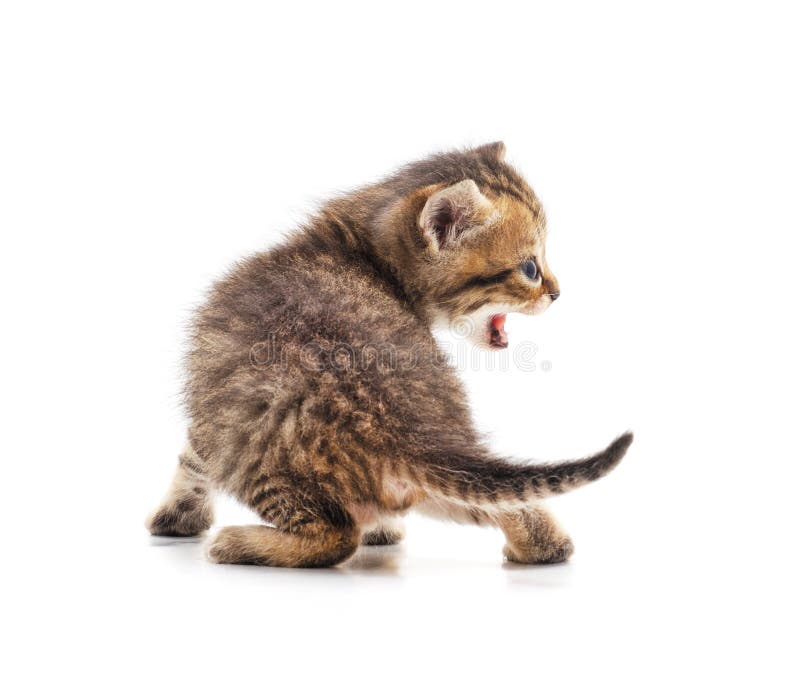 Screaming kitten stock photo. Image of screaming, watch - 15789422