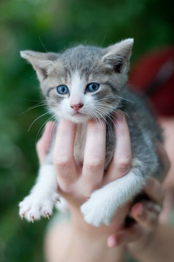 Little kitten sit on hand stock photo. Image of grey - 32013746