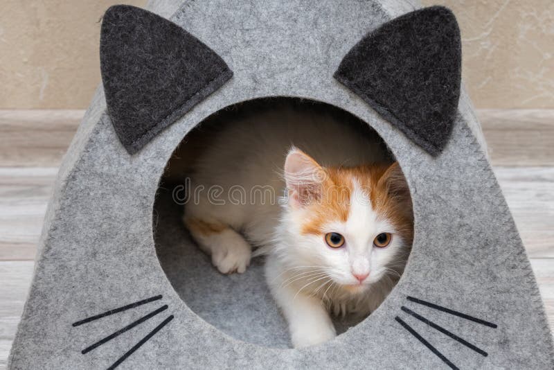 Little Kitten Sits in a Cat House. Stock Image - Image of muzzle ...