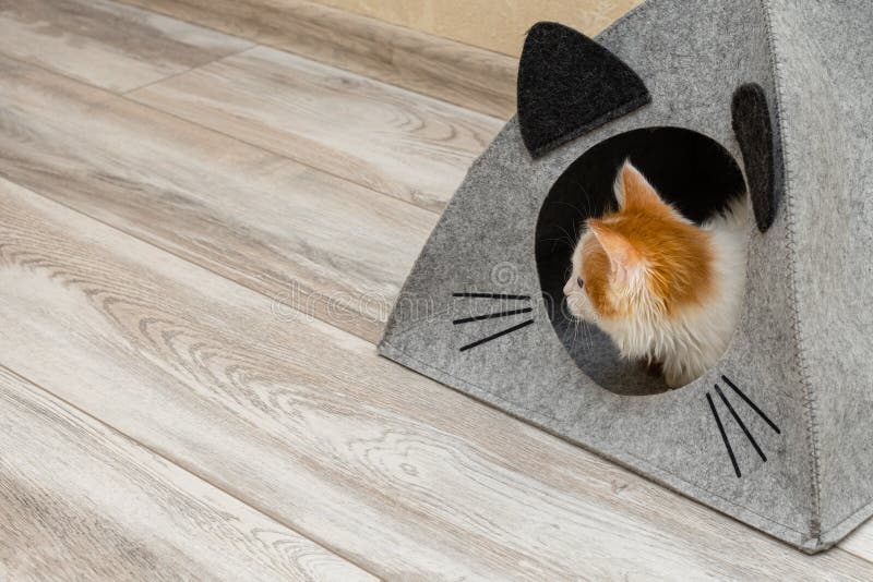 Little Kitten Sits in a Cat House. Stock Image - Image of home, house ...