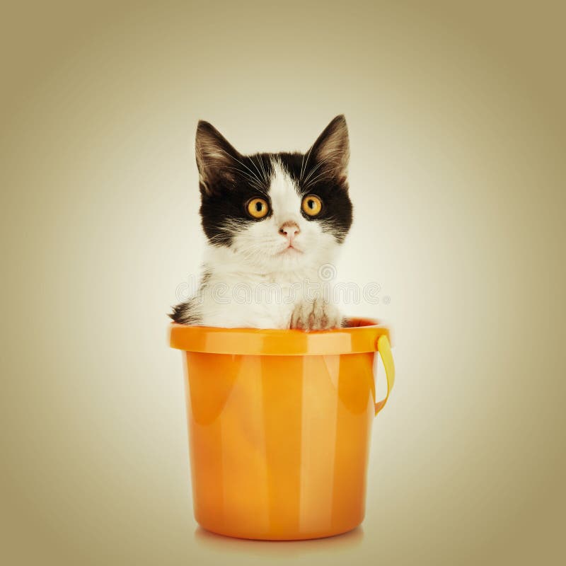 Little Kitten Sitting in Bucket Stock Image - Image of jumping, animal ...