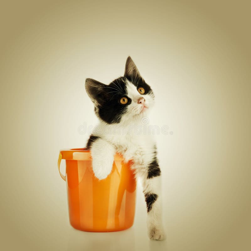 Little Kitten Sitting in Bucket Stock Image - Image of whiskers, funny ...