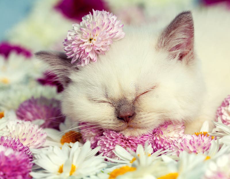 Little Kitten Sleeping on Flowers Stock Photo - Image of rest, kitten ...