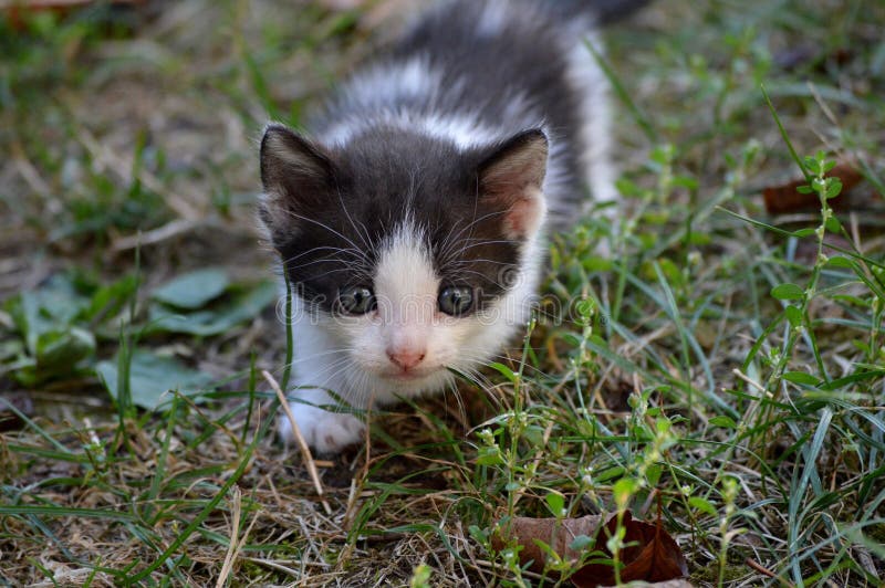 Little Kitten is Sneaking Around Stock Image - Image of nose, carnivore ...