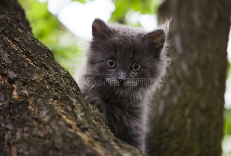 Little kitten in a tree stock photo. Image of cute, mammal - 31297056