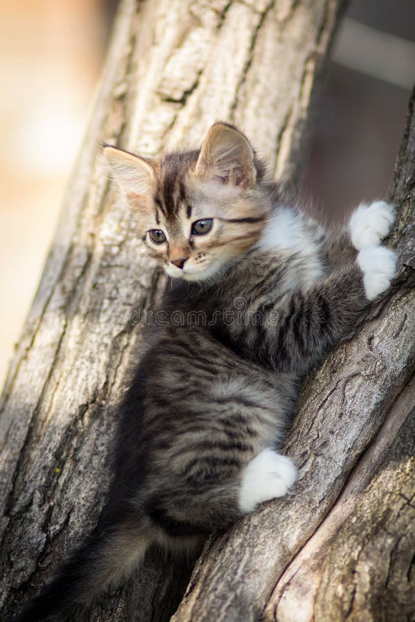 Kitten on a tree stock photo. Image of full, isolate - 23235662