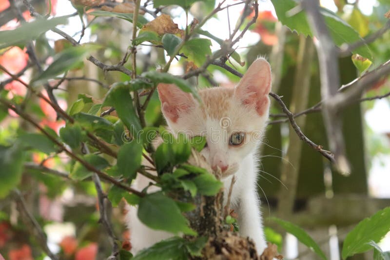 Little Kitten on a tree stock photo. Image of nature - 305688644