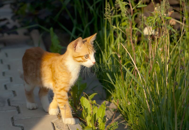 Little kitten walk stock photo. Image of catkin, single - 31416074