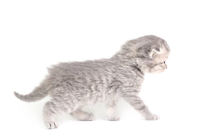 Little kitten walking stock image. Image of puss, feline - 23561397