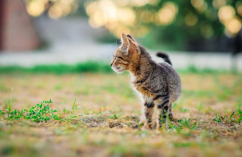 Little kitten walking stock image. Image of wildcat - 148341133