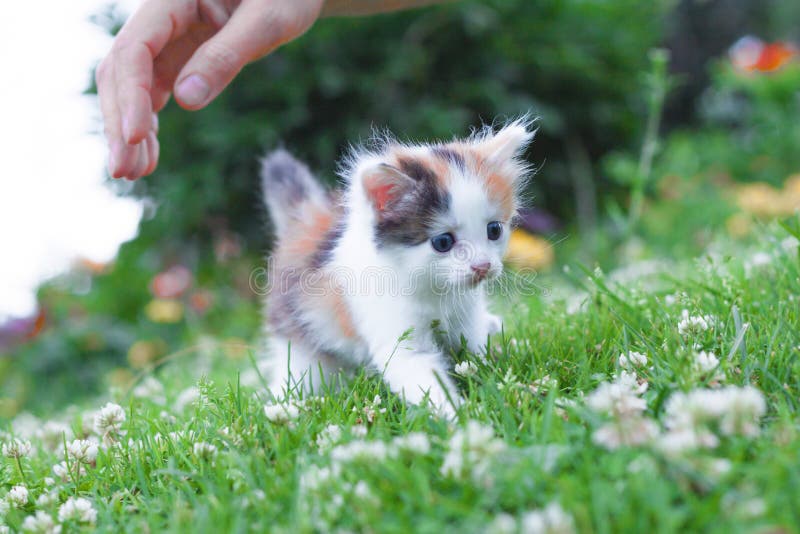 Little Kitten Walking in the Grass in the Park Summertime Stock Photo ...