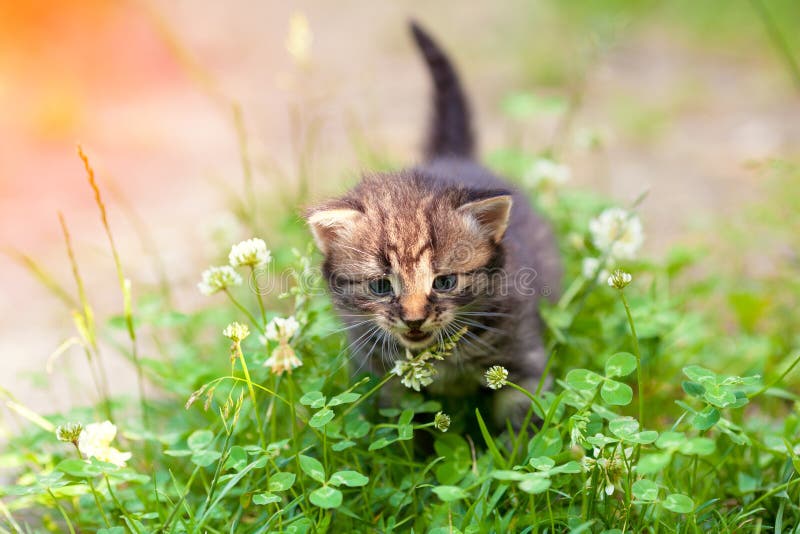 Little Kitten Walks in Clover Stock Photo - Image of beautiful, nature ...