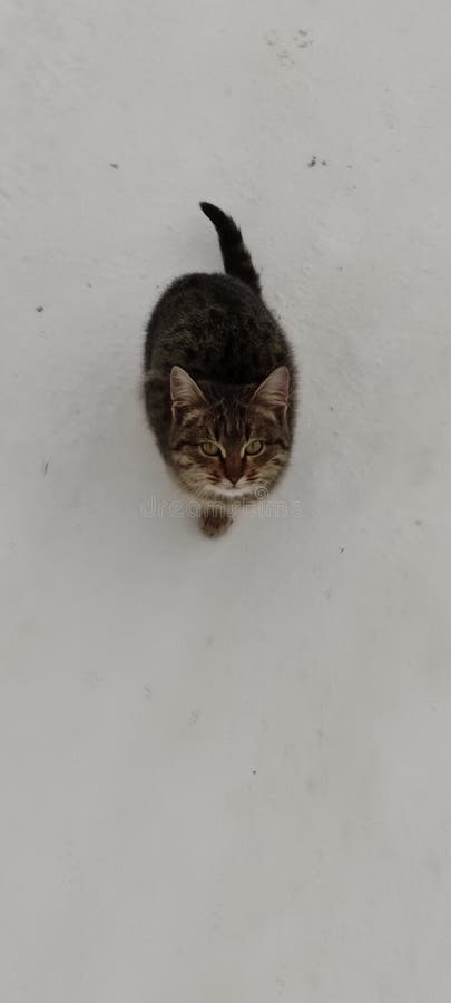 Little Kitten Whats Need a Help.. Stock Photo - Image of little, help ...