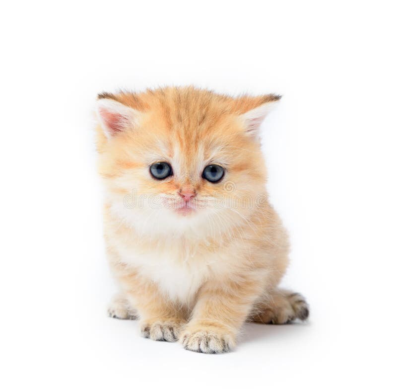 Little Kitten on White Background Stock Photo - Image of childhood ...