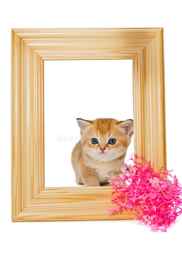 Little Kitten in Wooden Photo Frame Stock Photo - Image of cute, gold ...