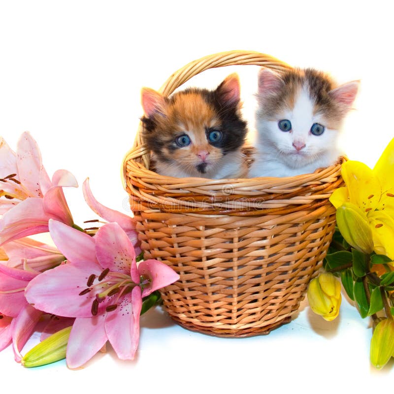 Three kittens in a basket stock image. Image of ears, coat - 1012773