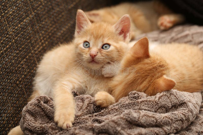 Little kittens play stock photo. Image of beautiful, baby - 91972474