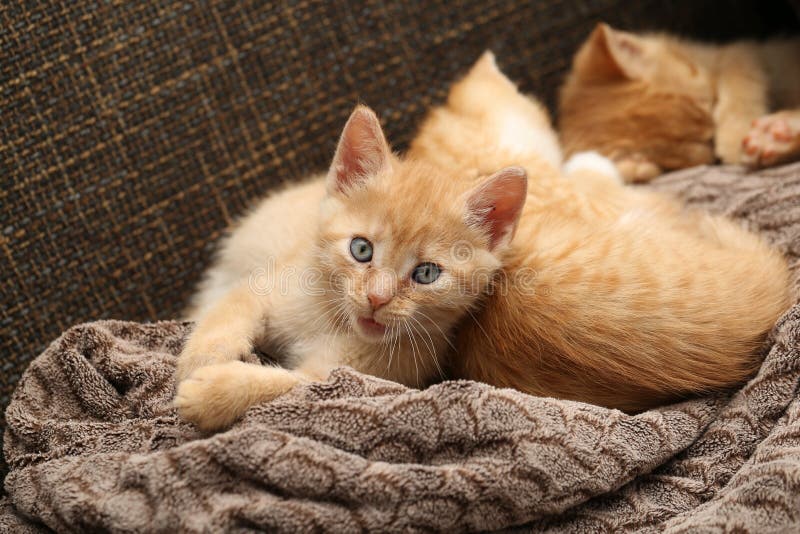 Little kittens play stock photo. Image of kitty, portrait - 91972608