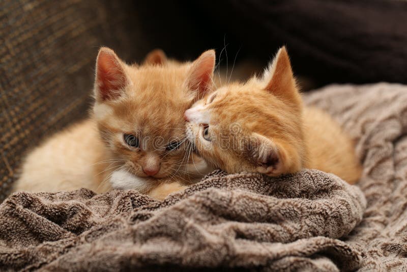 Little kittens play stock image. Image of mammal, kittens - 91972933