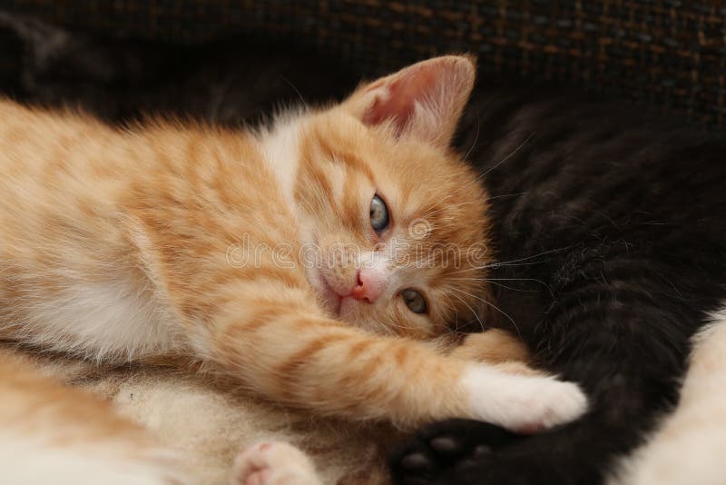 Little kittens play stock photo. Image of small, kitty - 91976790