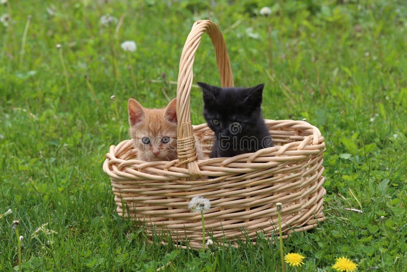 Little kittens play stock photo. Image of kitten, pets - 93266018