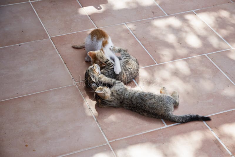 Little Kittens Playing Closeup Stock Photo - Image of play, kitten ...