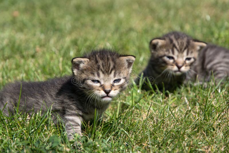Little Kittens Playing on the Lawn Stock Photo - Image of grass, look ...