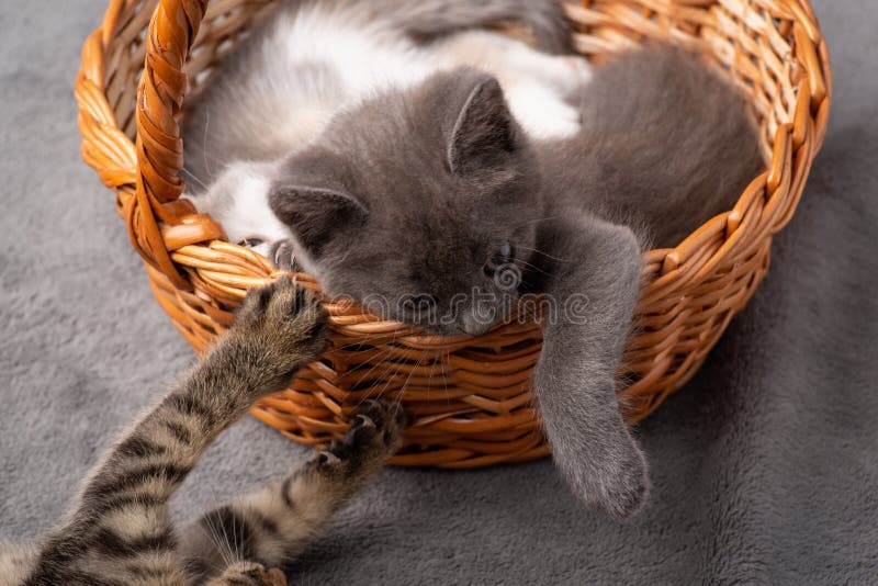 Little kittens playing stock photo. Image of play, cats - 260777228