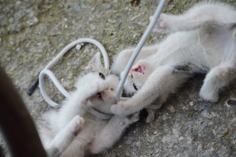 Little Kittens are Playing with String Stock Photo - Image of mammal ...