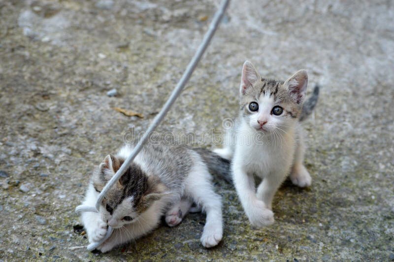 Little Kittens are Playing with String Stock Image - Image of eyes ...