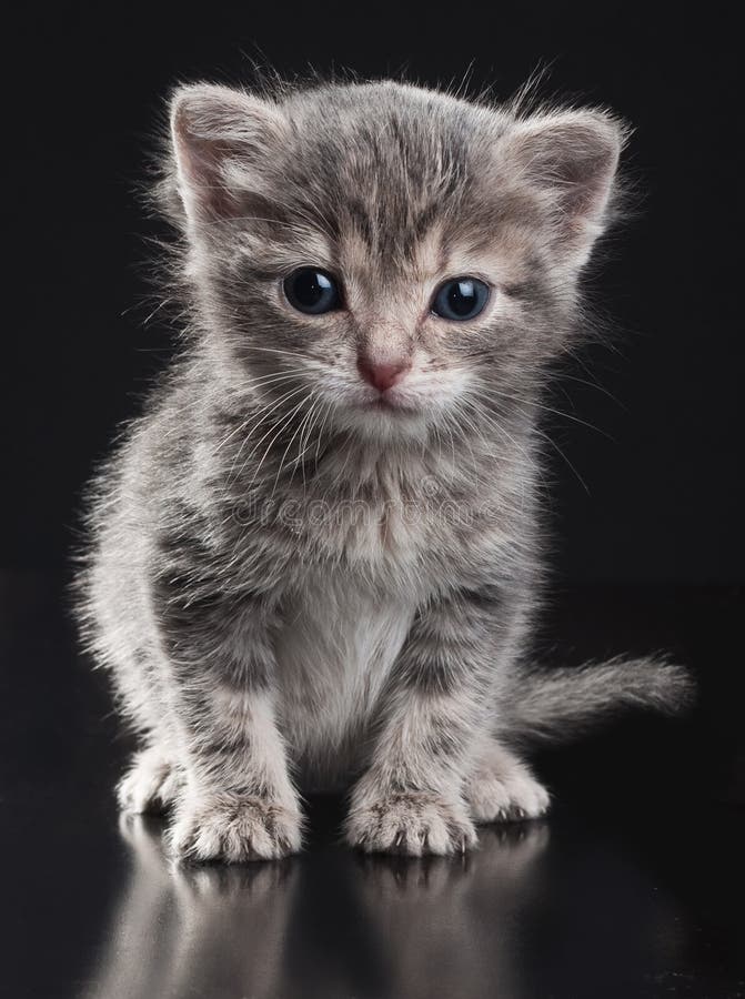 In awe kitty stock image. Image of tiger, stripe, feline - 1654001