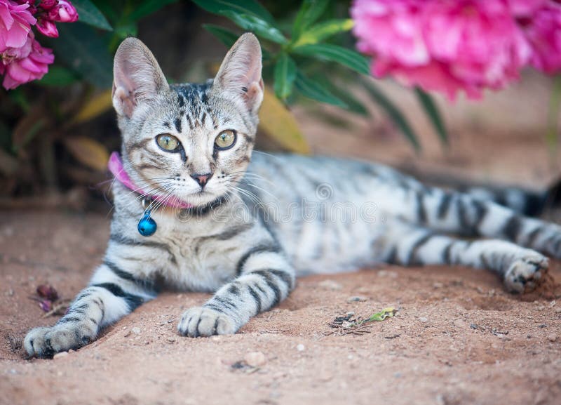 Little kitty stock photo. Image of beautiful, animal - 25849702