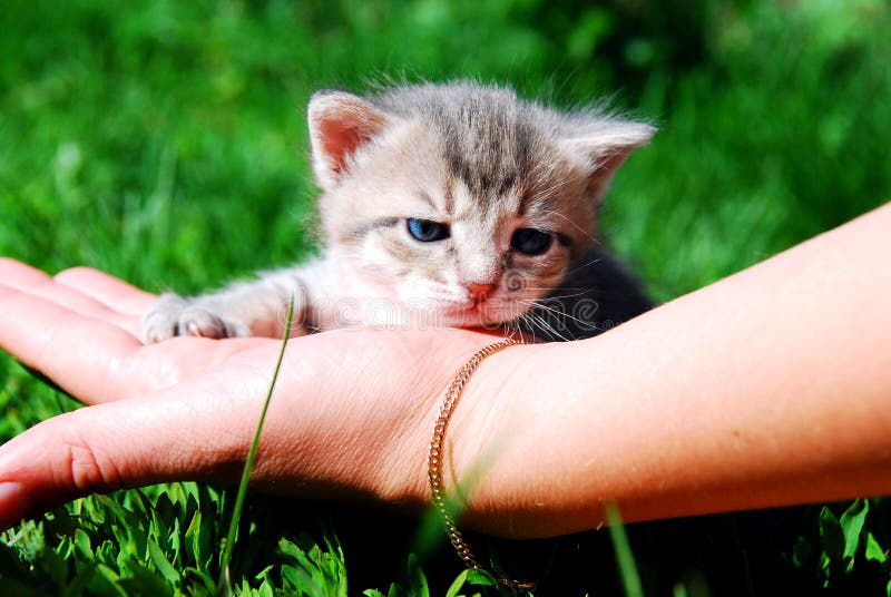 Little kitty stock photo. Image of cute, gold, small - 29616832