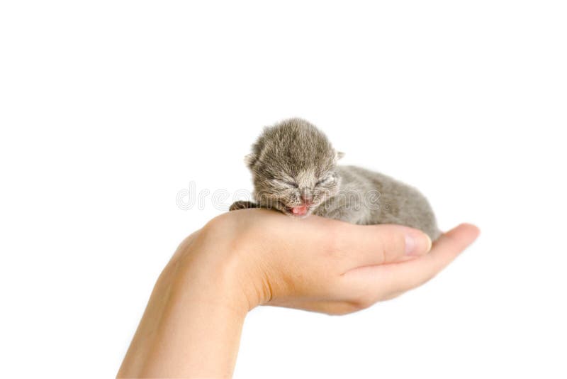 Little kitty stock photo. Image of miaows, rest, mammal - 6251298