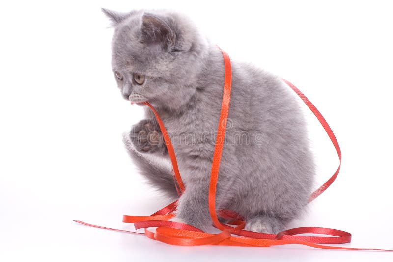 Little Kitty Picture. Image: 8329147