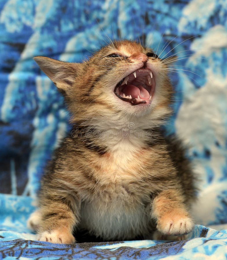 Little gray kitten hissing stock photo. Image of closeup - 15015260