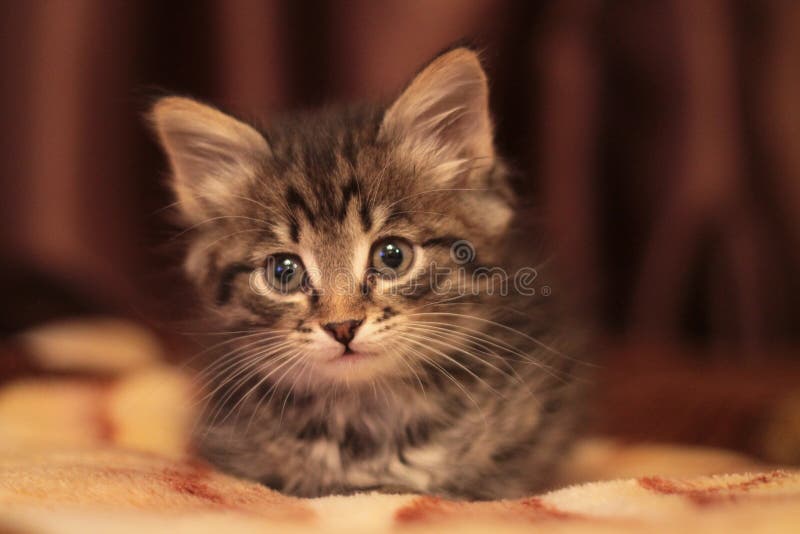 Little kitty stock photo. Image of care, longeared, kitten - 111566134