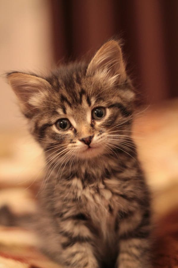 Little kitty stock image. Image of eyes, couch, green - 111566471