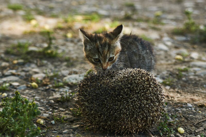 The Little Kitty Cat Playing with the Hedgehog Stock Photo - Image of ...