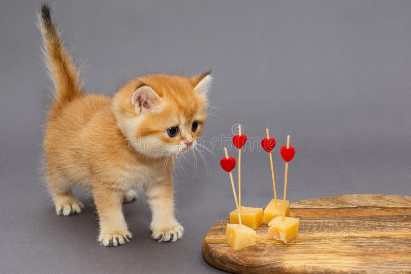 Little kitty and cheese stock photo. Image of domestic - 109303114