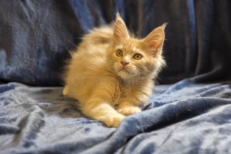 Little kitty stock photo. Image of animal, feline, kitty - 110163026
