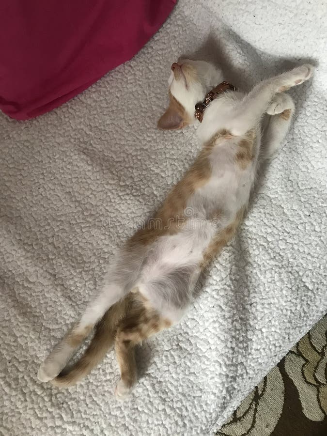 Little Kitty. the Color of the Kitten is Red with White Stock Image ...