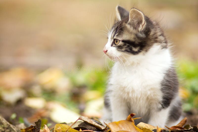 Little Kitty in the Fall Foliage Stock Photo - Image of playing, animal ...